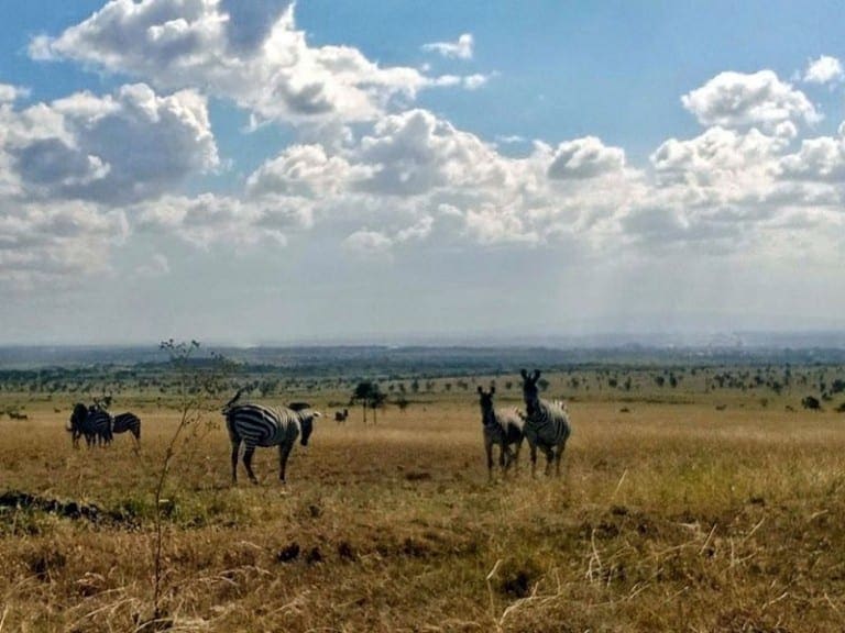 Athi Plains Zebras - East African Retreats