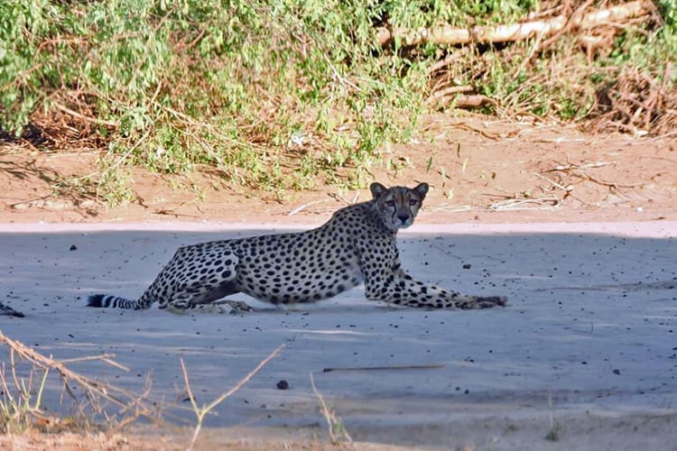 Koros Camp Cheetah - East African Retreats